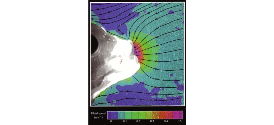 Suction Feeding in Fish | Daylab | RIT