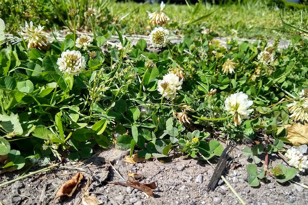 RIT scientists part of massive study on clover showing urbanization ...